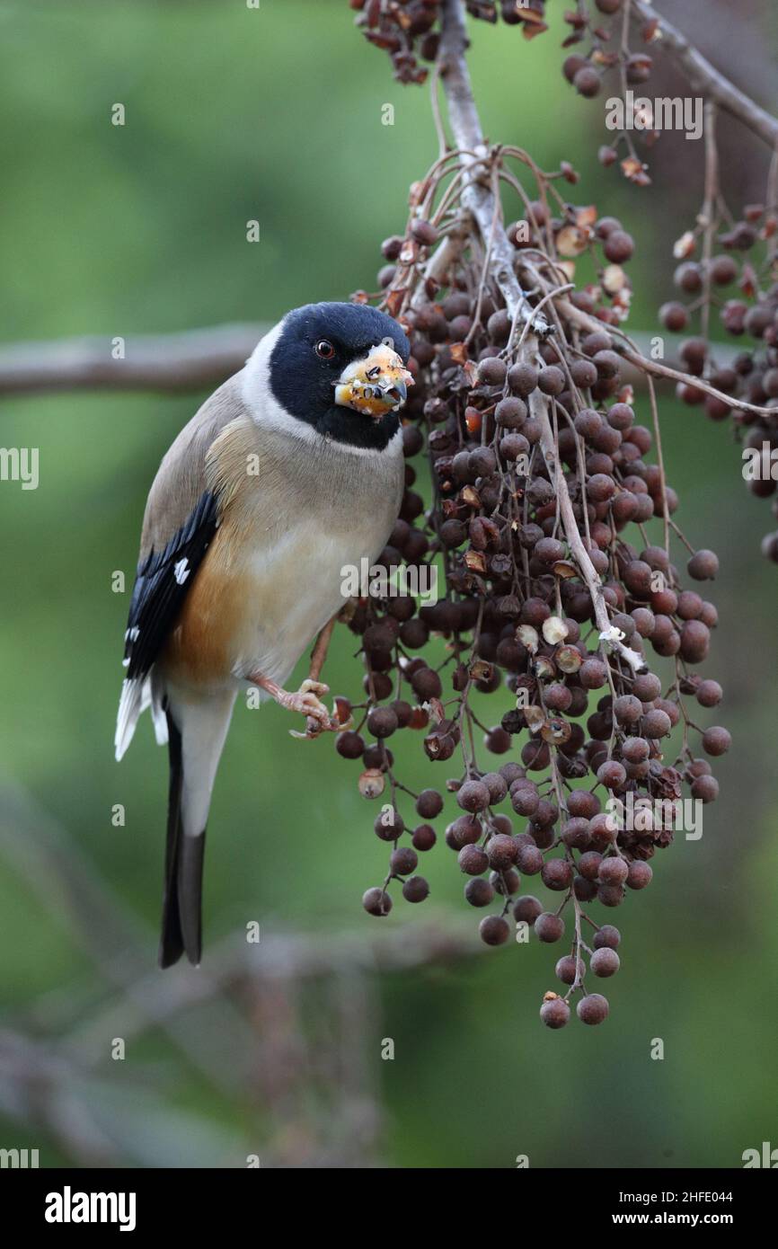 Portrait of a Yellow-billed Grosbeak (Eophona migratoria), adult male ...