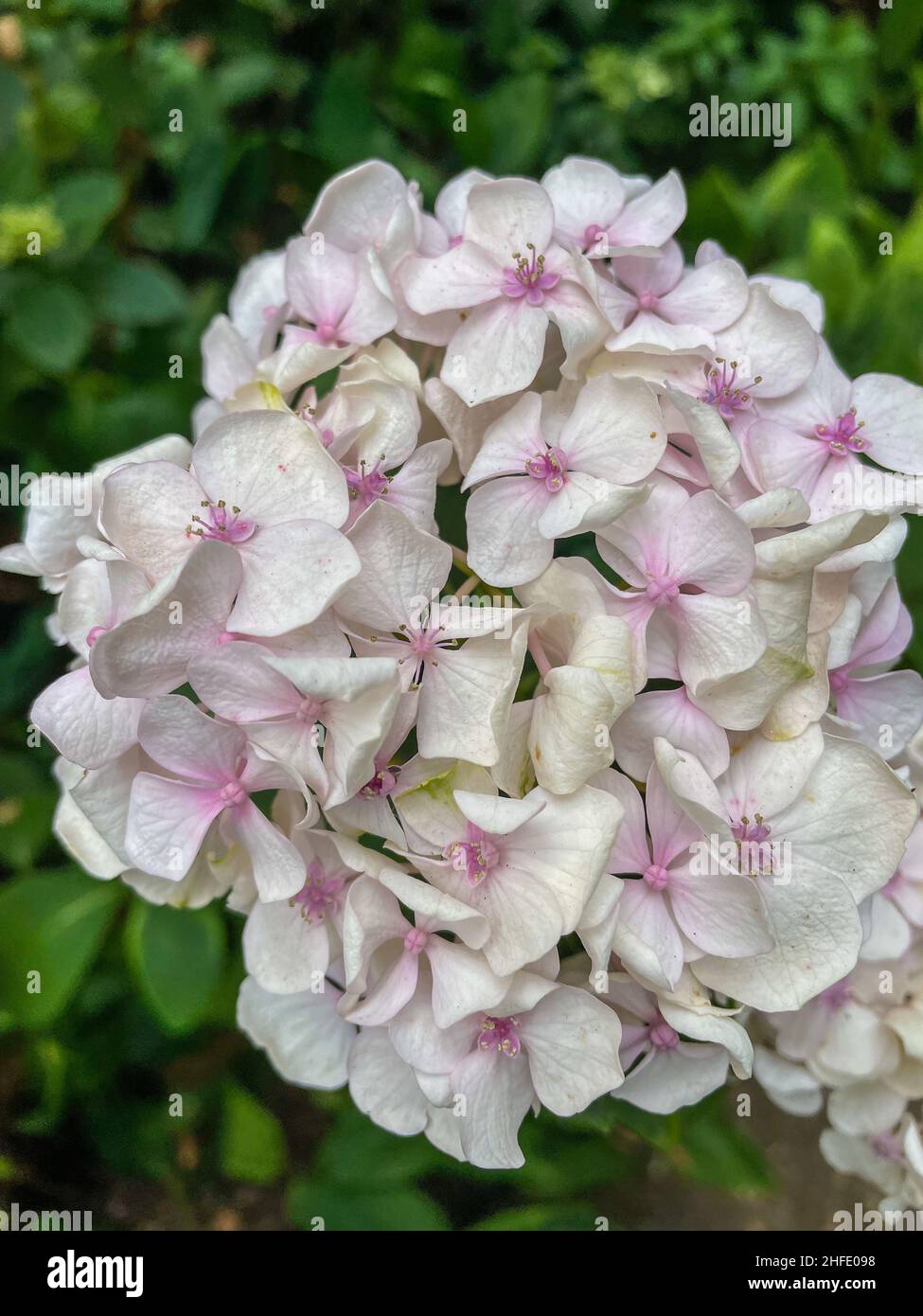 Bigleaf hydrangea (Hydrangea macrophylla) is a species of flowering ...