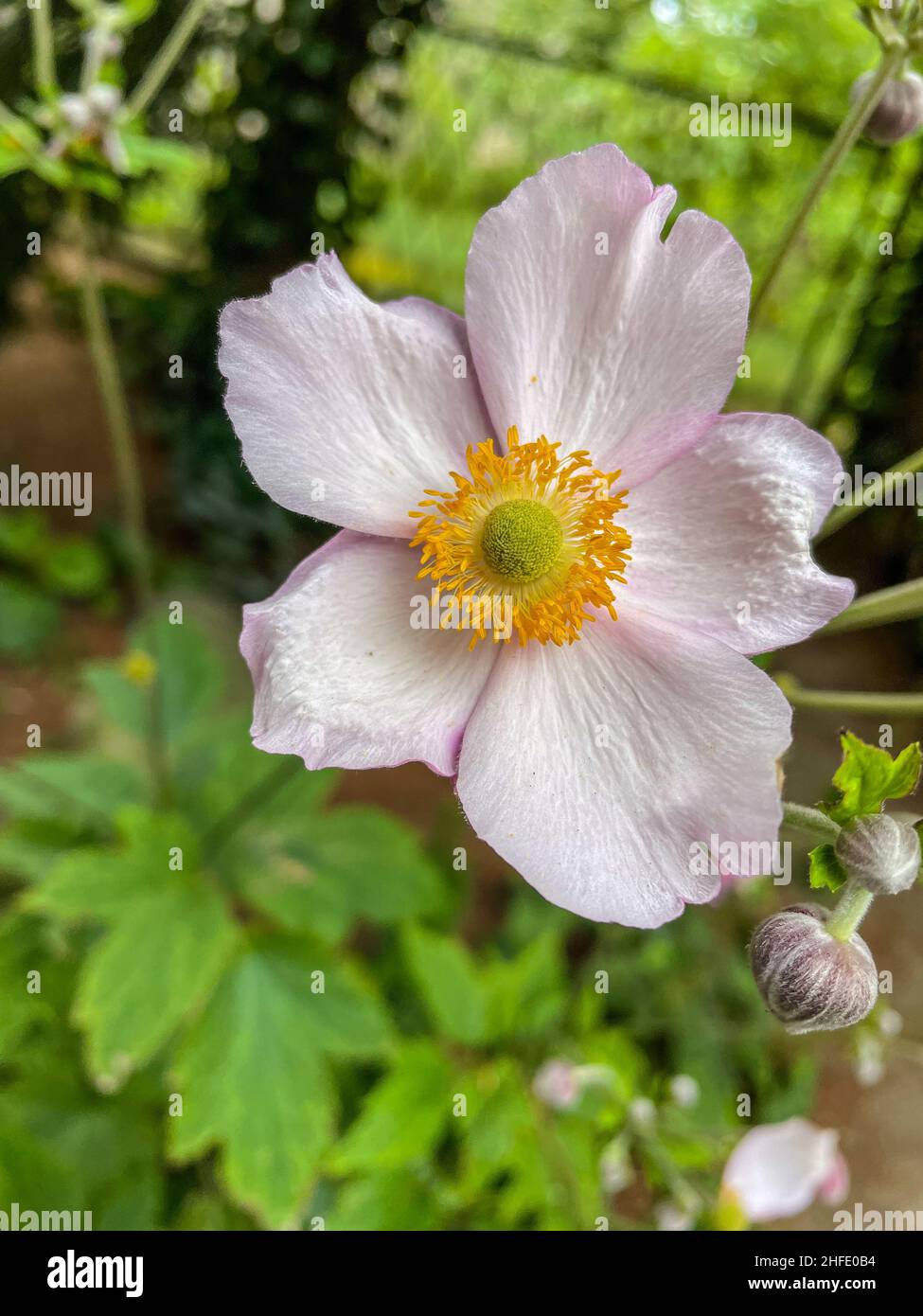Japanese buttercup hi-res stock photography and images - Alamy