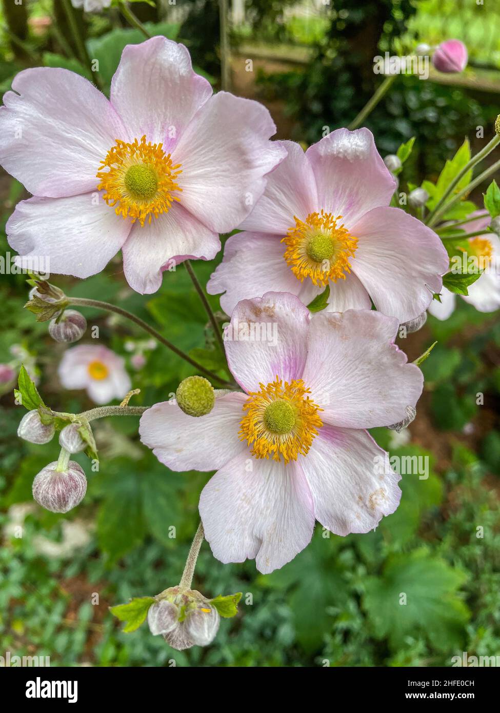 Japanese Anemone (Eriocapitella hupehensis), a species of flowering ...