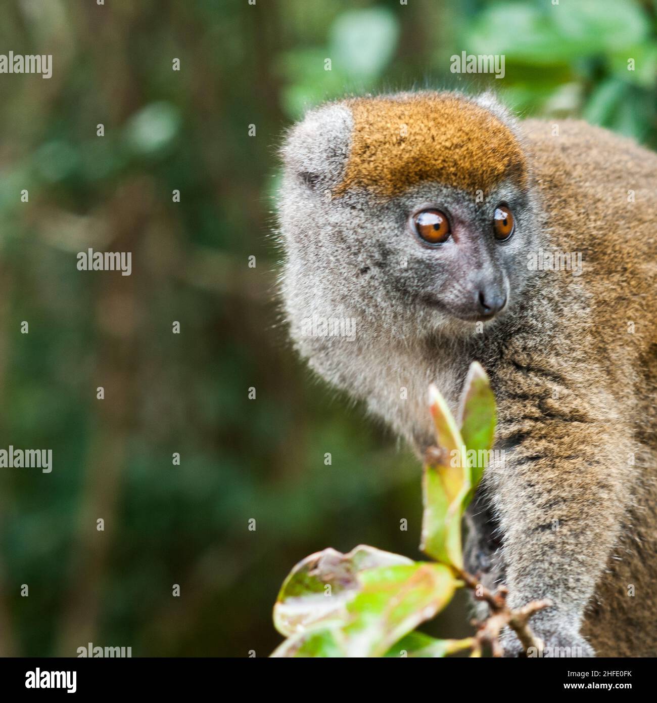 Lemurs are wet-nosed primates of the superfamily Lemuroidea. They are ...