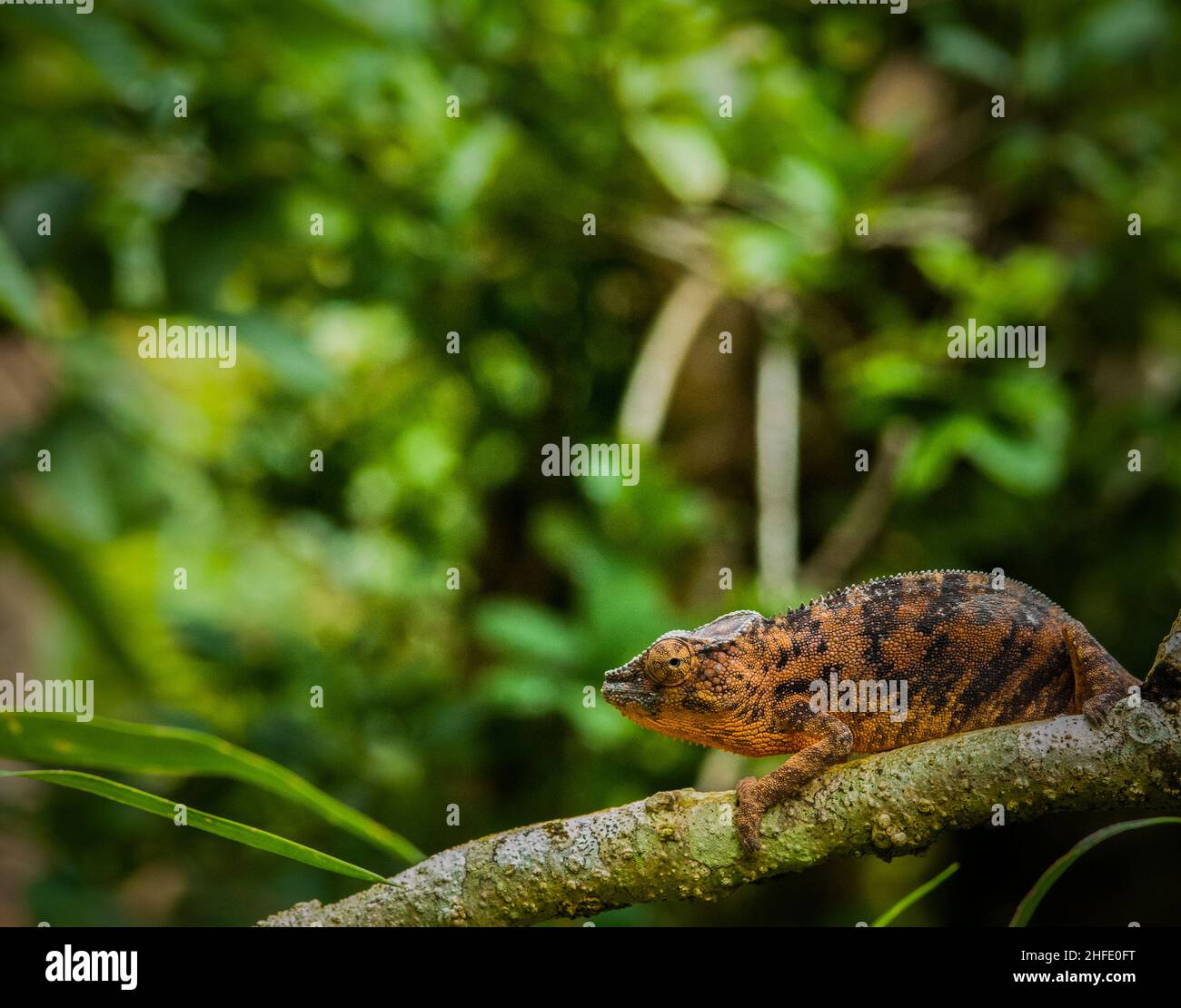Chameleons are a distinctive and highly specialized clade of Old World ...