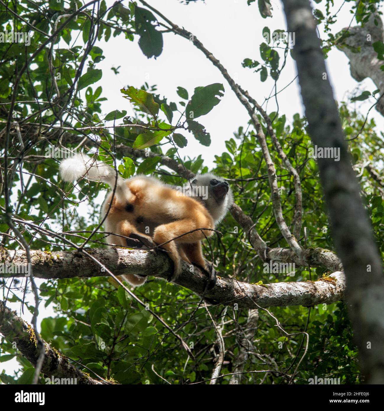 Lemurs are wet-nosed primates of the superfamily Lemuroidea. They are ...