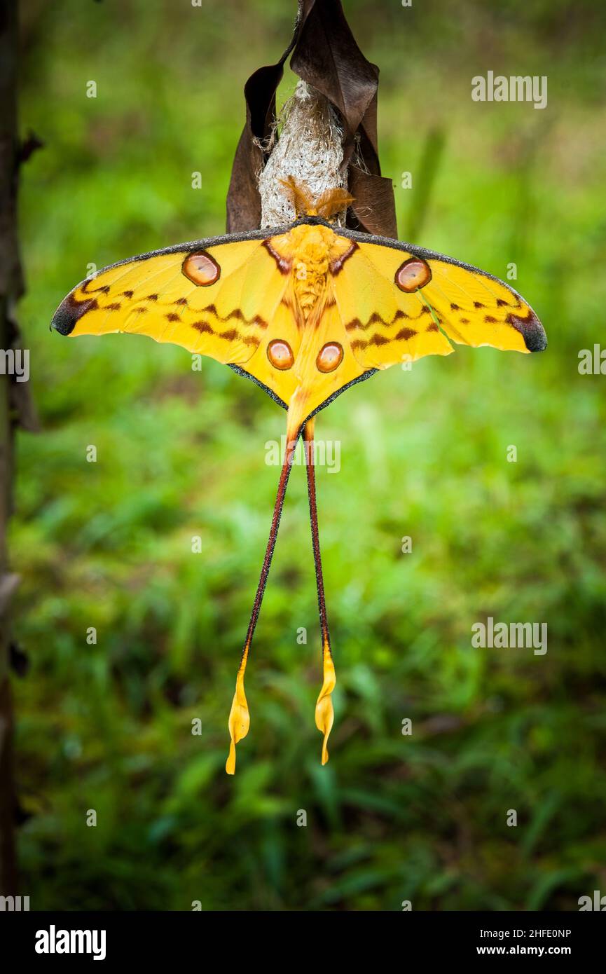 African silk moth hi-res stock photography and images - Alamy