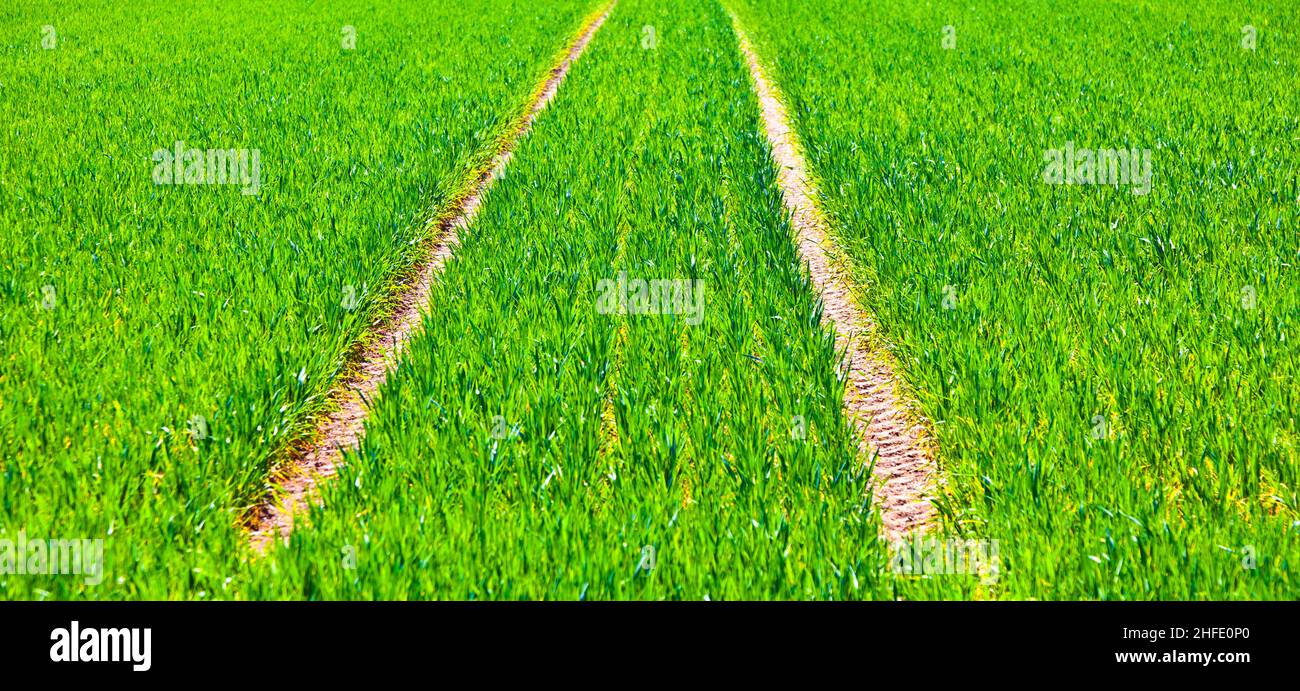 marks of wheels in green field in springtime Stock Photo - Alamy