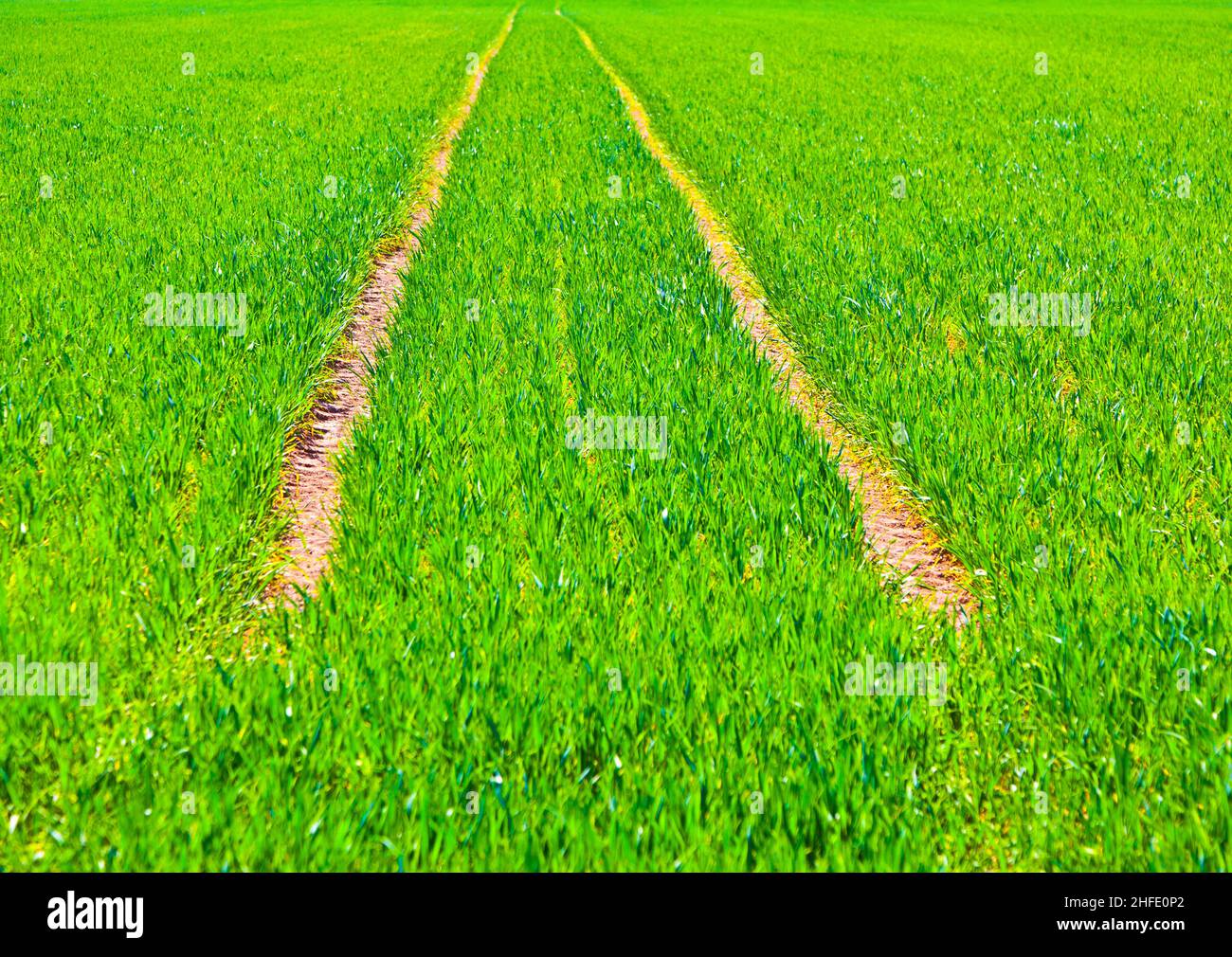 marks of wheels in green field in springtime Stock Photo - Alamy