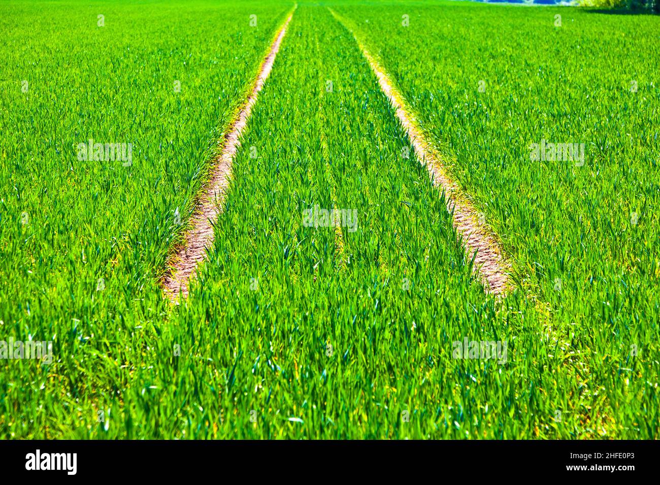 marks of wheels in green field in springtime Stock Photo - Alamy