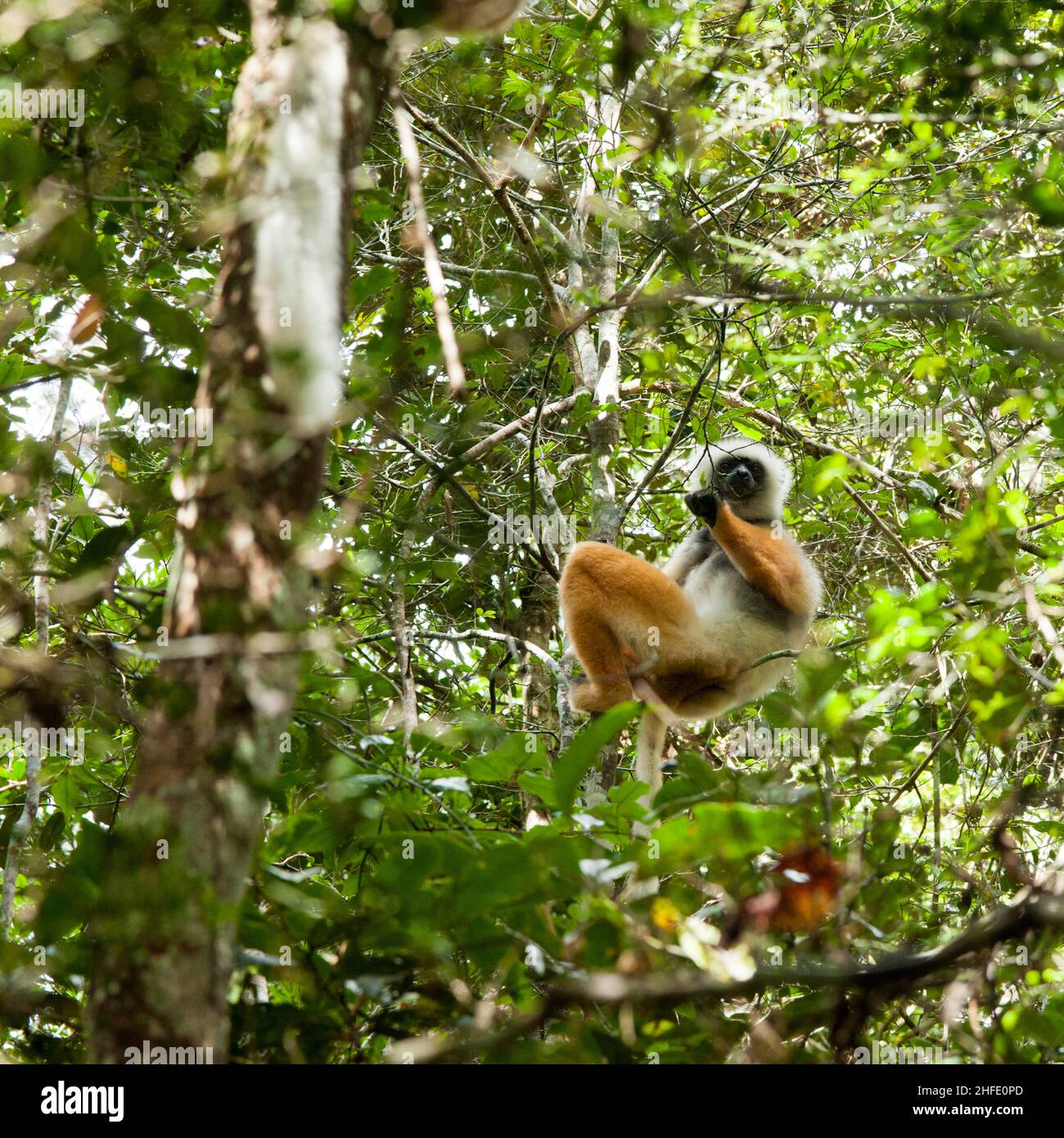 Lemurs are wet-nosed primates of the superfamily Lemuroidea. They are ...