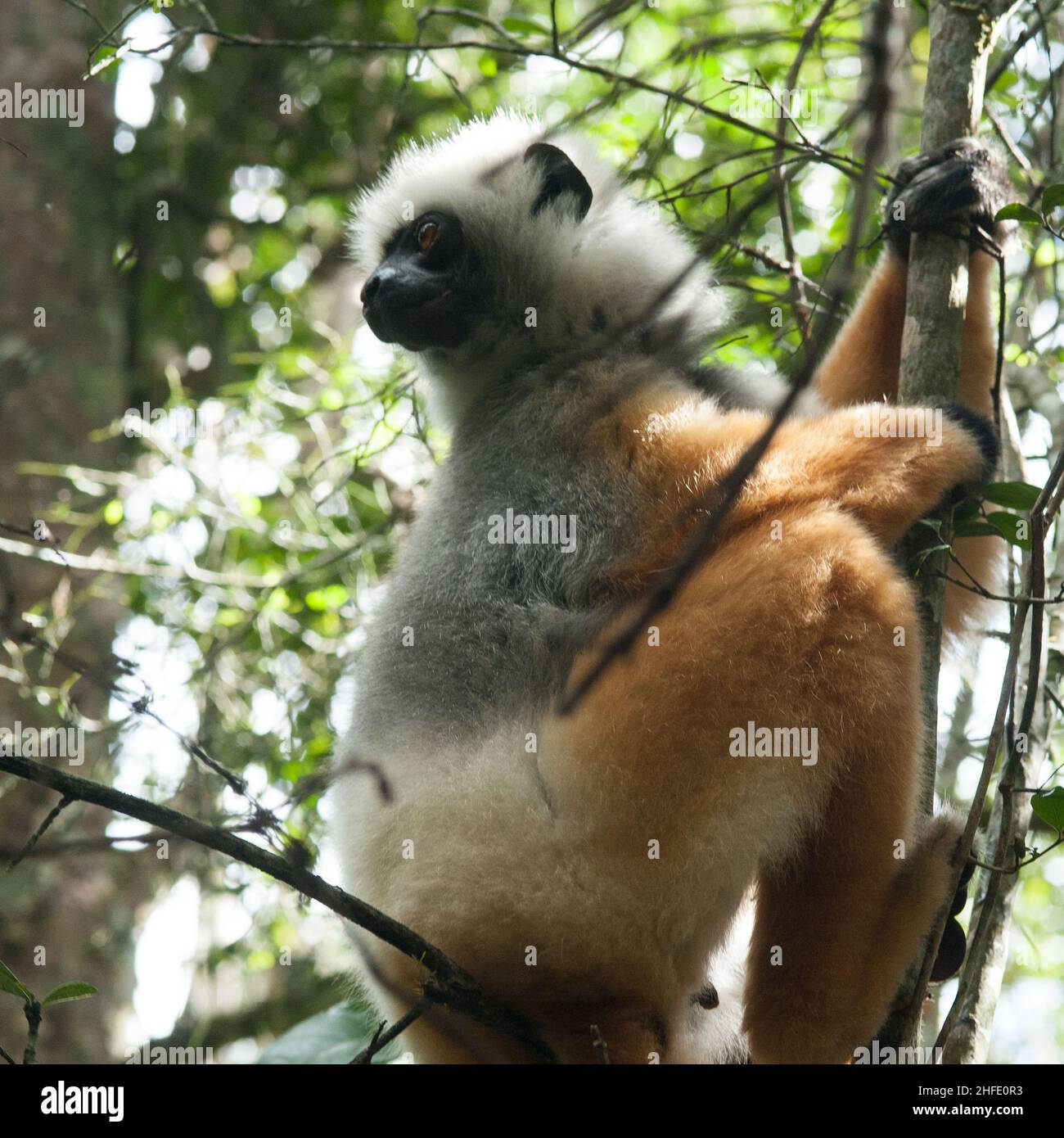 Lemurs are wet-nosed primates of the superfamily Lemuroidea. They are ...