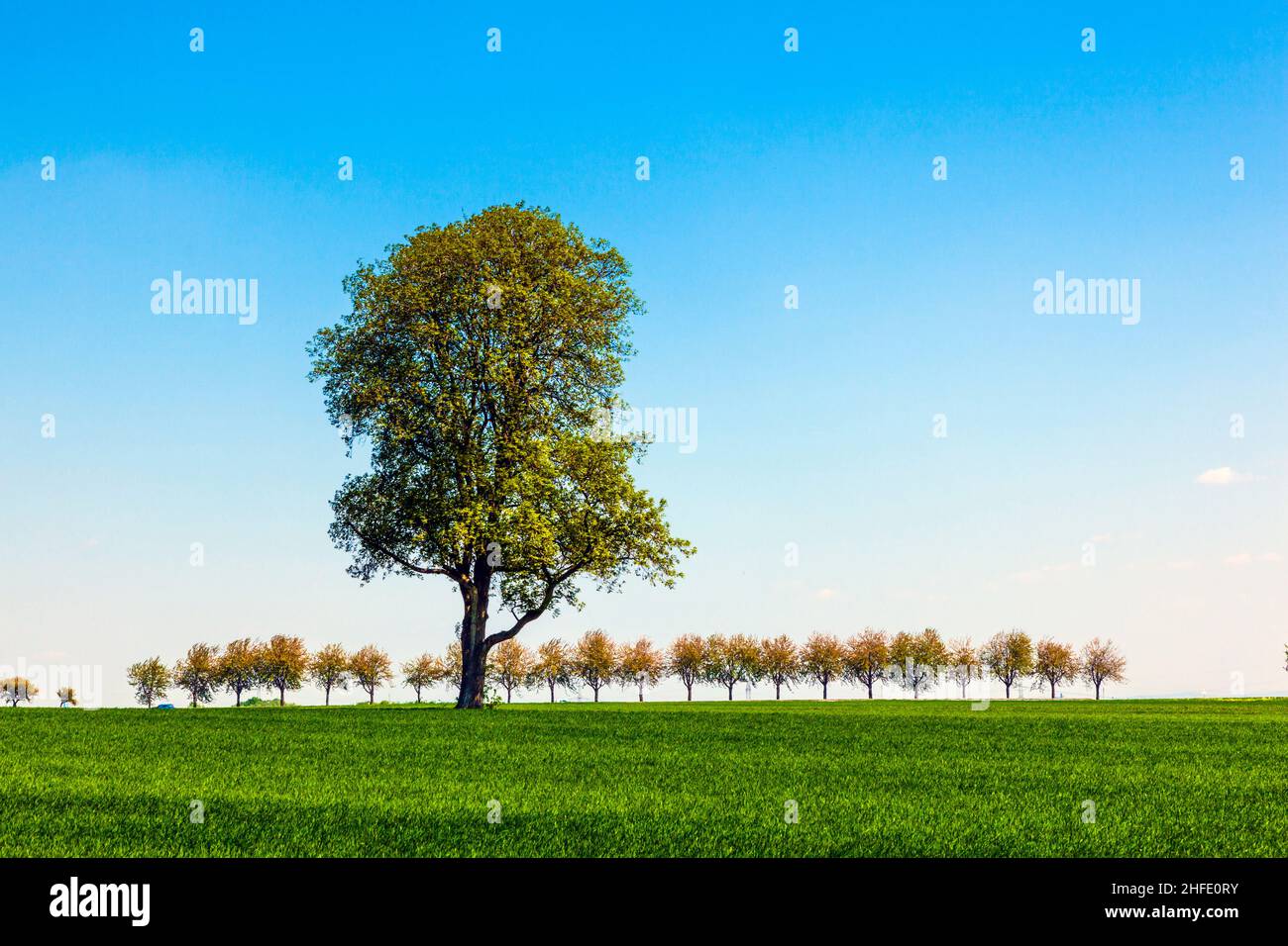 tree in the field under blue sky Stock Photo - Alamy