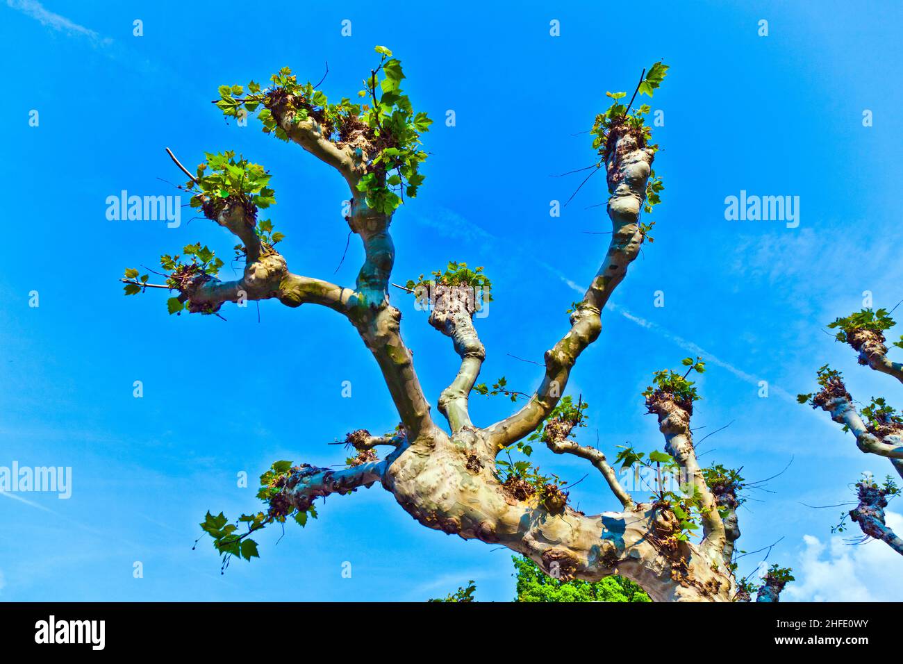 plane tree with blue sky Stock Photo - Alamy