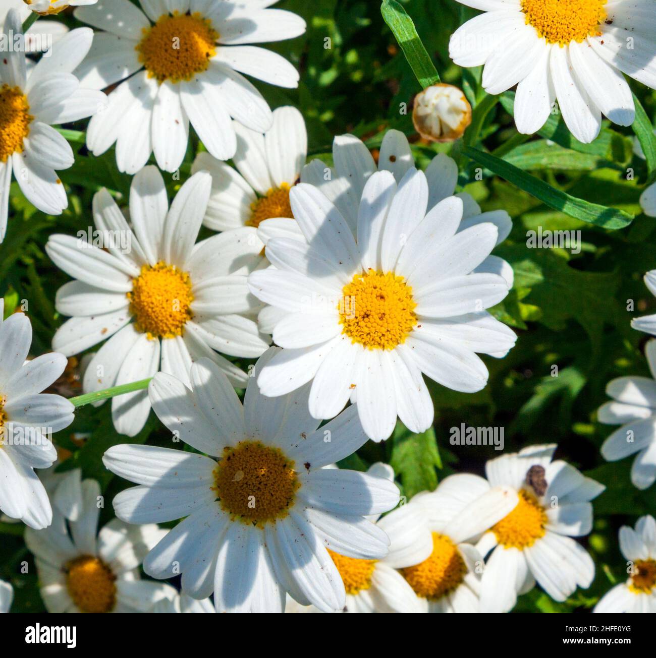 beautiful daisies in the flower pot Stock Photo - Alamy