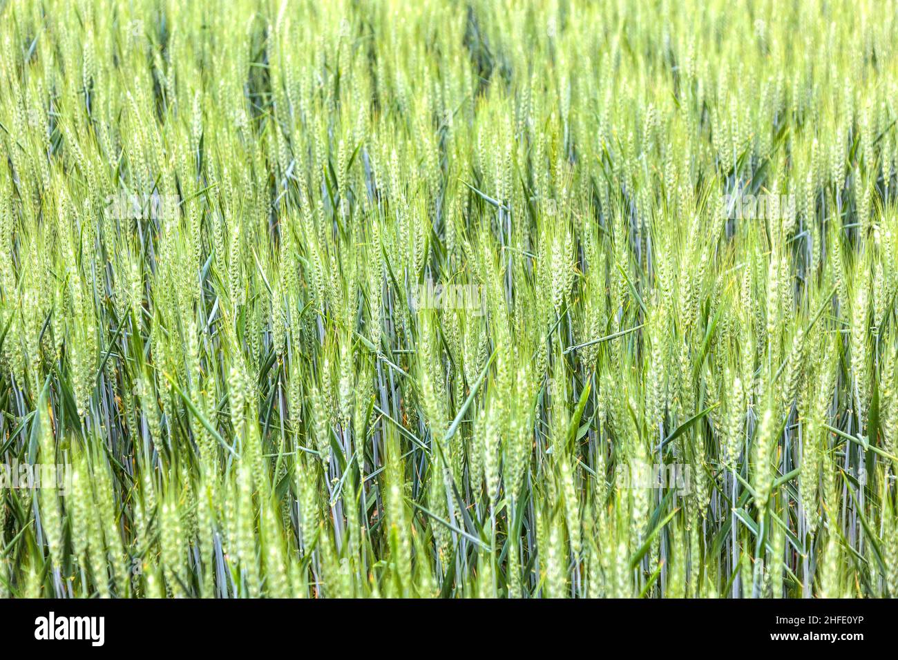 beautiful pattern of green grain in grainfield Stock Photo - Alamy