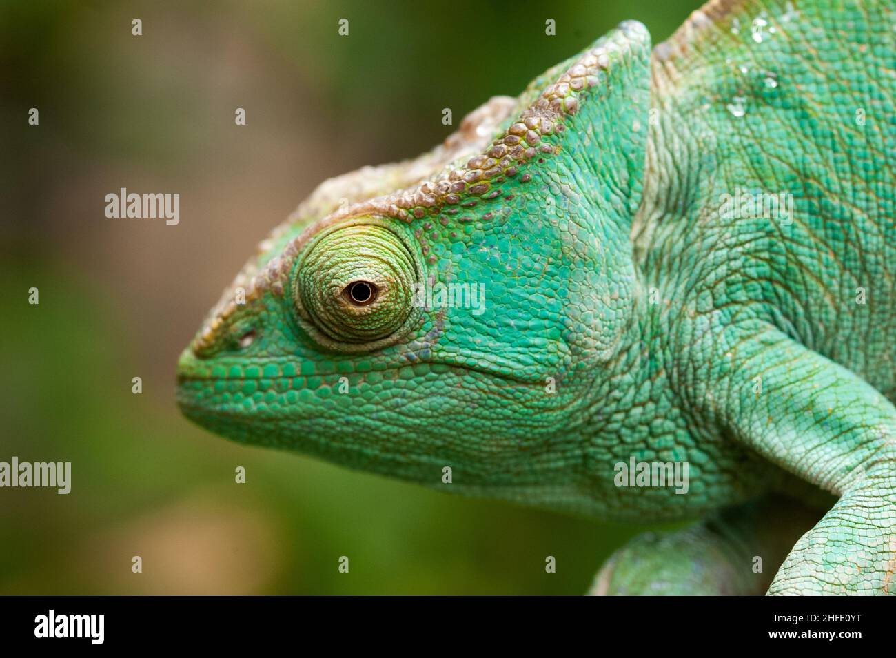 Chameleons are a distinctive and highly specialized clade of Old World ...