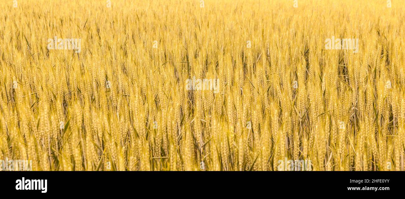 beautiful pattern of golden grain in grainfield Stock Photo - Alamy
