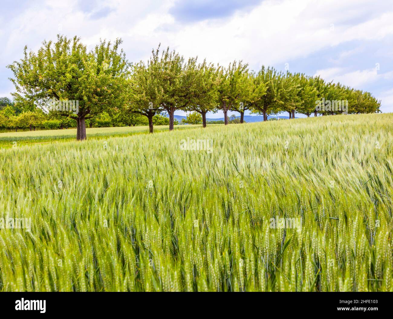 Green grainfield hi-res stock photography and images - Alamy