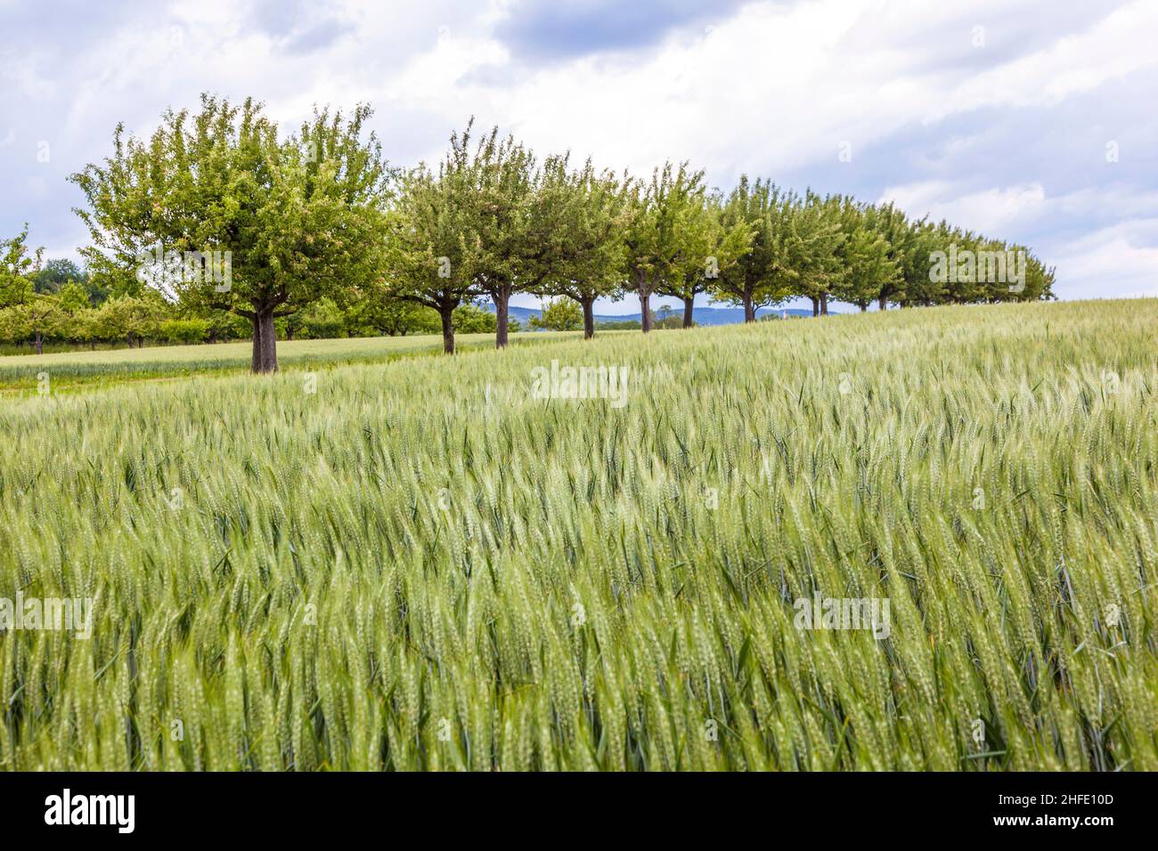 Green grainfield hi-res stock photography and images - Alamy