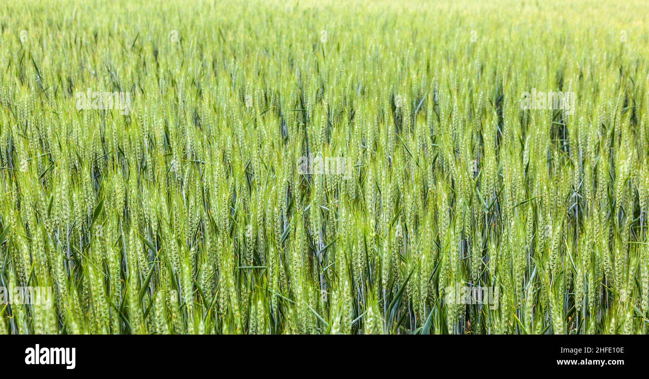 beautiful pattern of green grain in grainfield Stock Photo - Alamy
