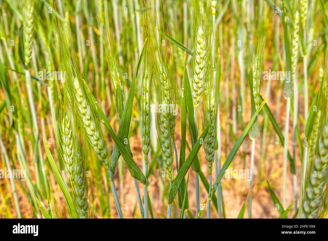 beautiful pattern of green grain in grainfield Stock Photo - Alamy