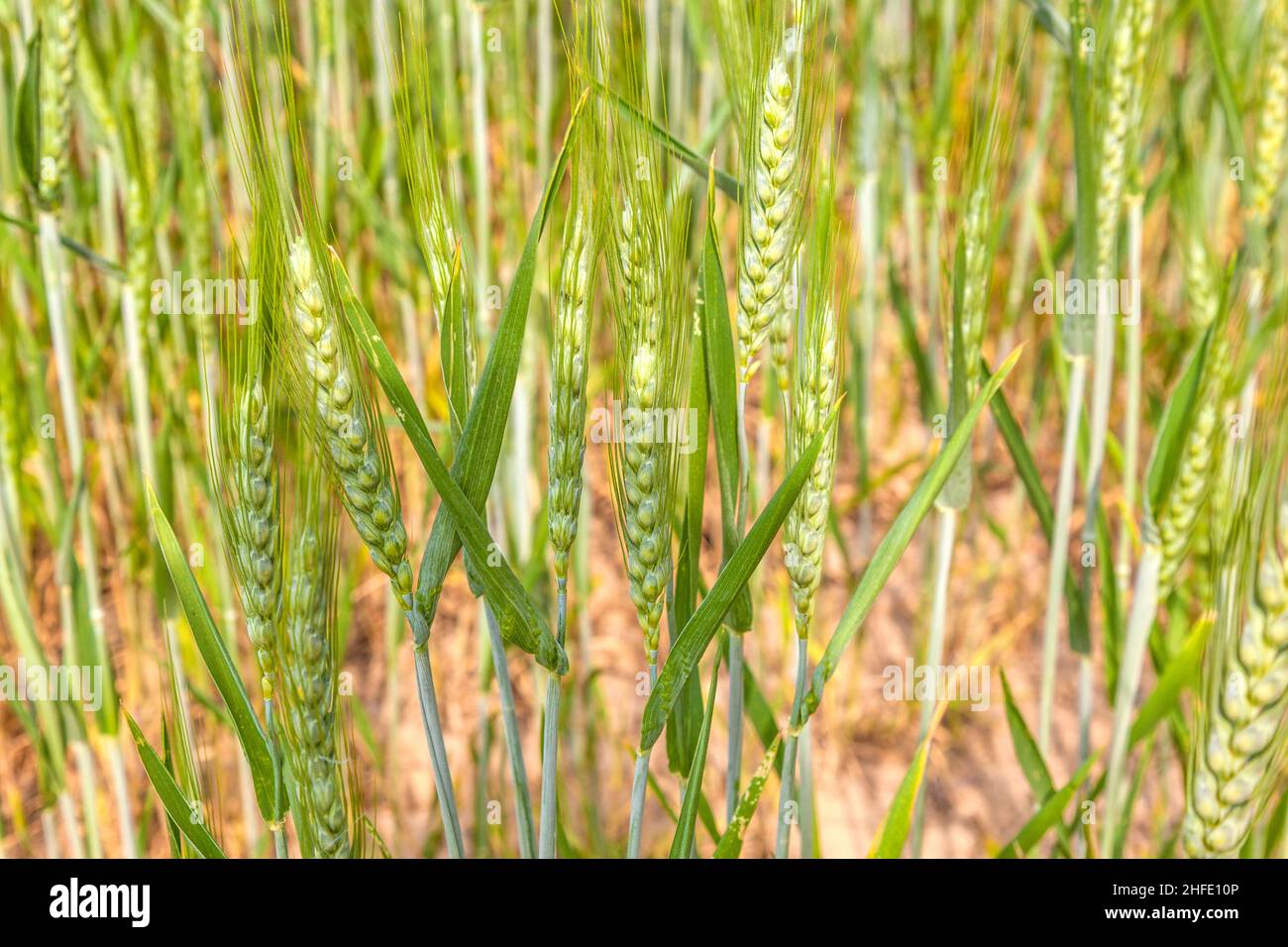beautiful pattern of green grain in grainfield Stock Photo - Alamy
