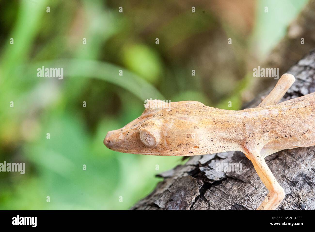 Amazonian reptile hi-res stock photography and images - Alamy