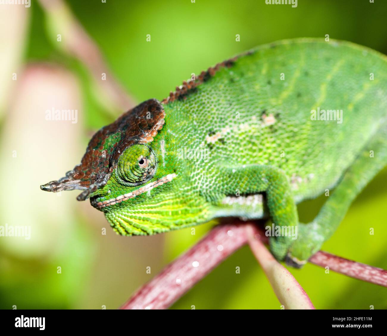 Chameleons are a distinctive and highly specialized clade of Old World ...