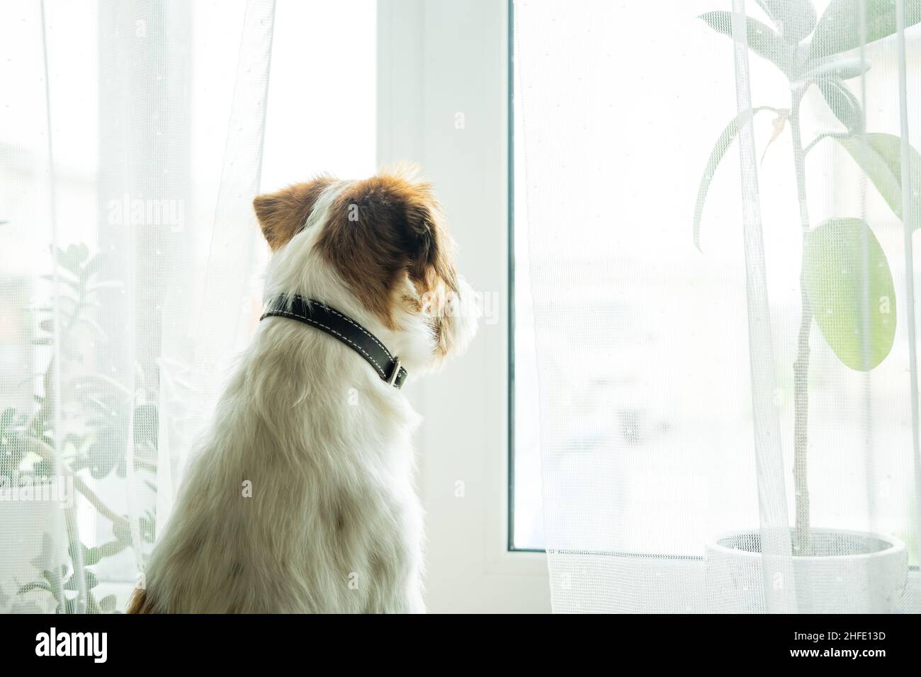 Purebred Jack Russell Terrier looking at the window Stock Photo - Alamy