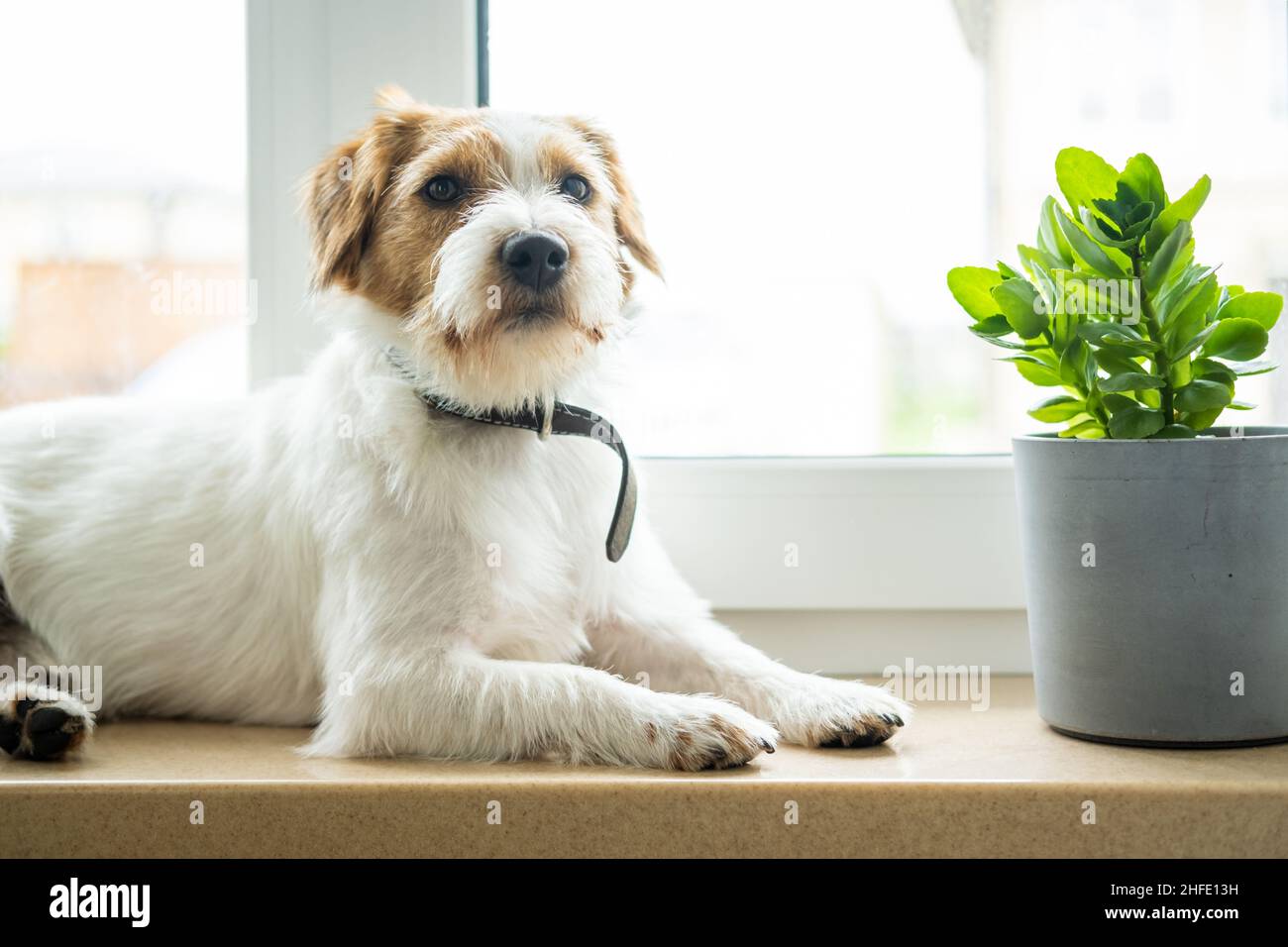 Purebred Jack Russell Terrier lying at the window Stock Photo - Alamy