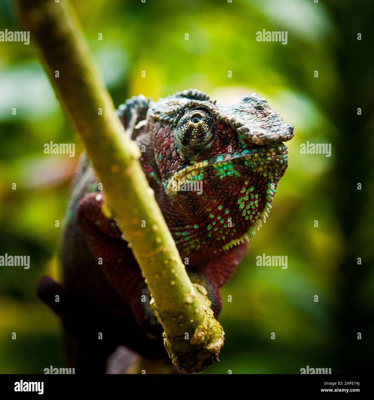 Chameleons are a distinctive and highly specialized clade of Old World ...