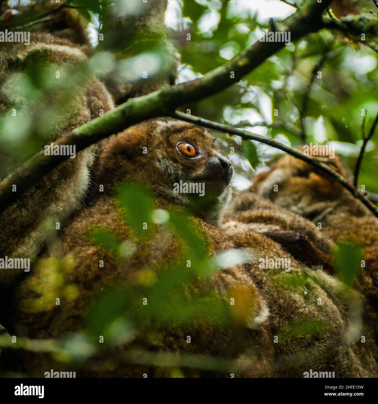 Lemurs are wet-nosed primates of the superfamily Lemuroidea. They are ...