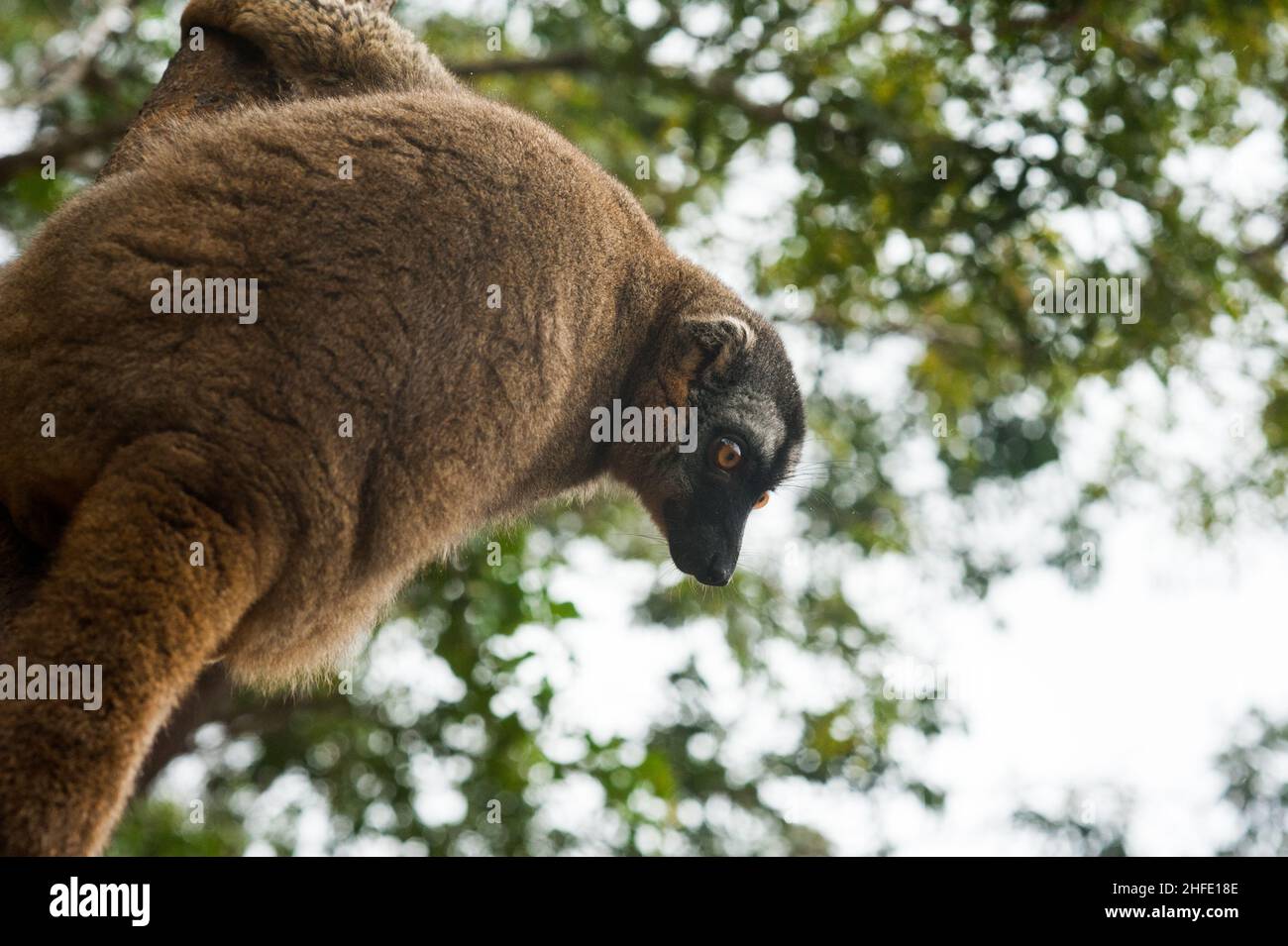 Lemurs are wet-nosed primates of the superfamily Lemuroidea. They are ...