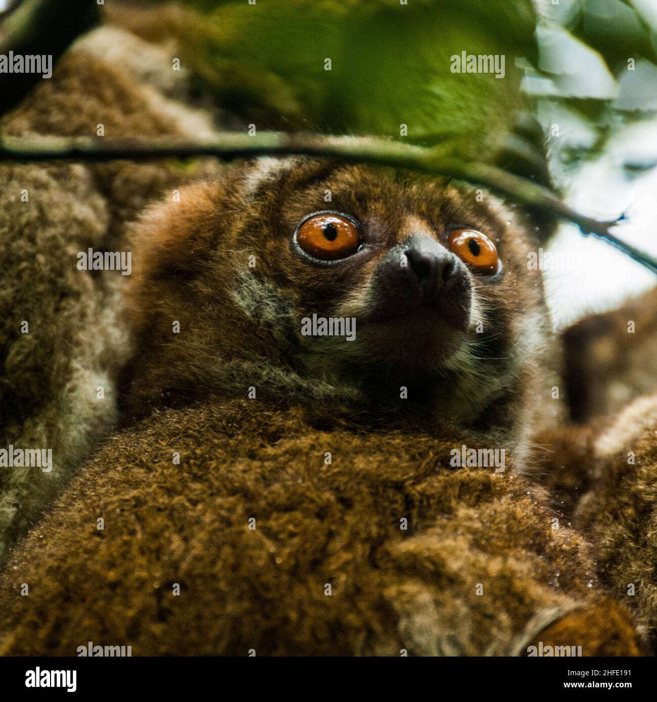 Lemurs are wet-nosed primates of the superfamily Lemuroidea. They are ...