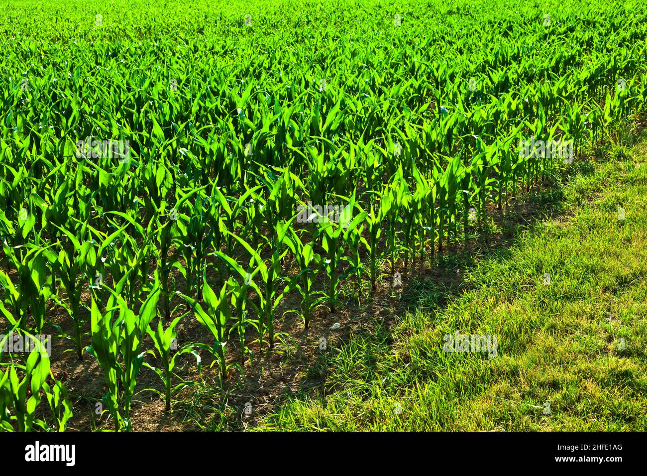 sweet corn in summer growing at the field Stock Photo - Alamy