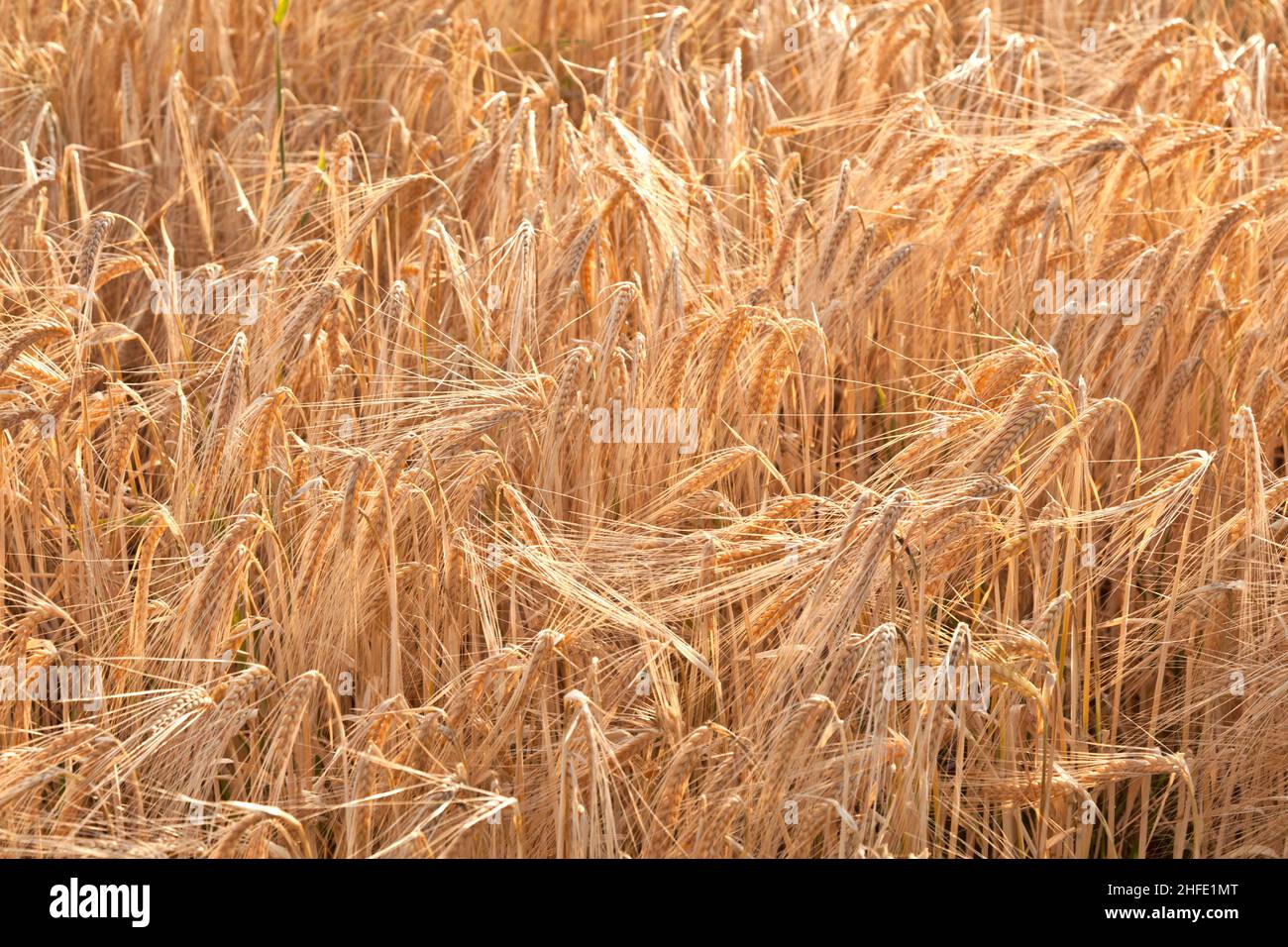 corn field detail before crop Stock Photo - Alamy