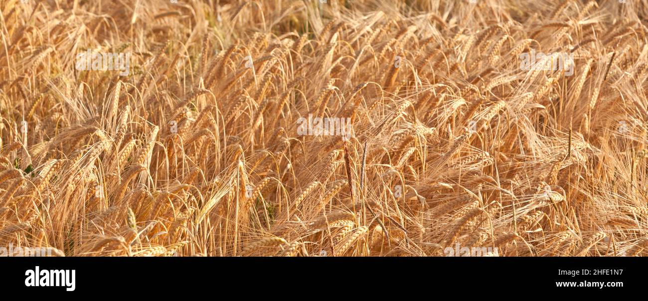 corn field detail before crop Stock Photo - Alamy