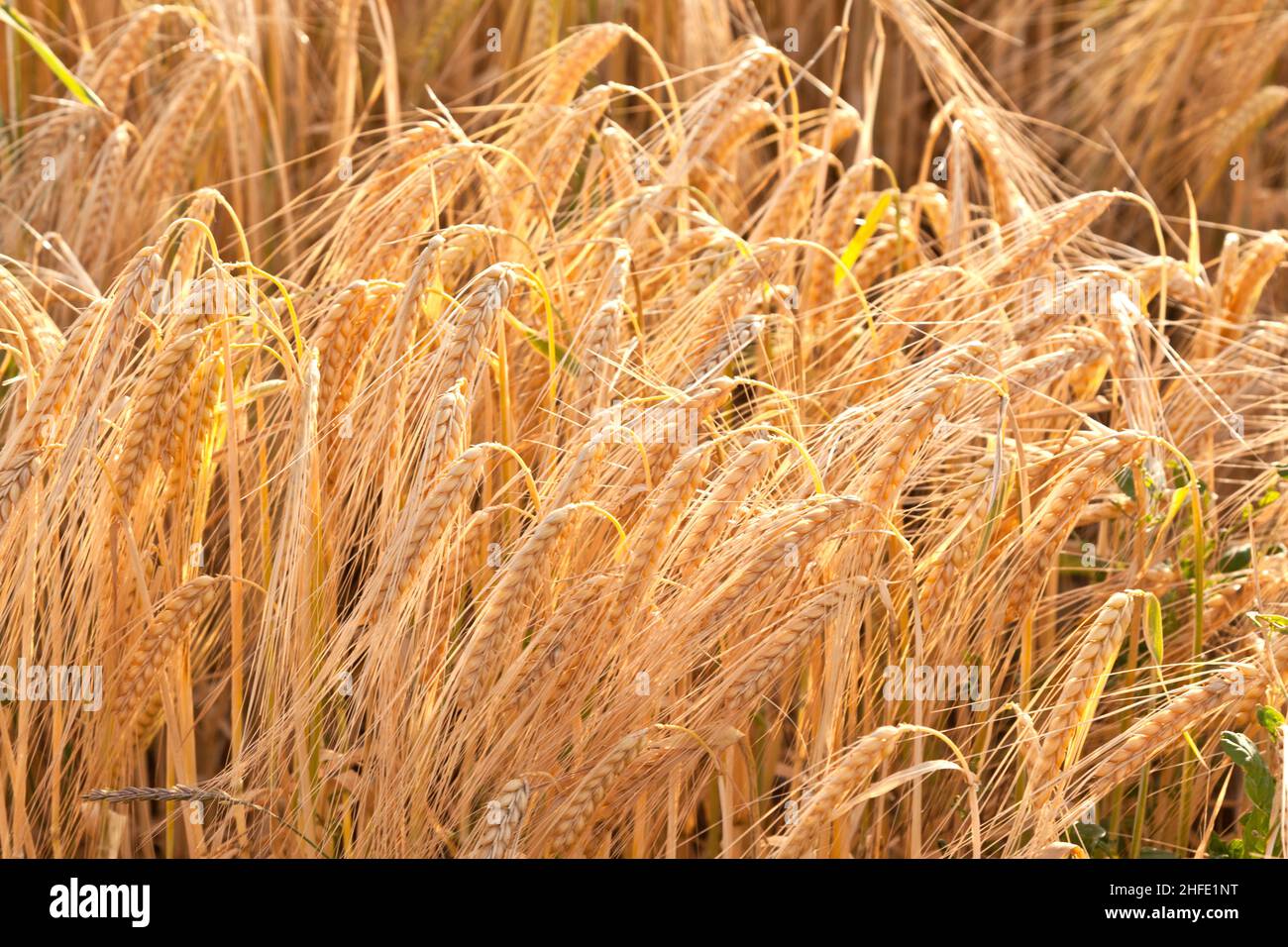 corn field detail before crop Stock Photo - Alamy