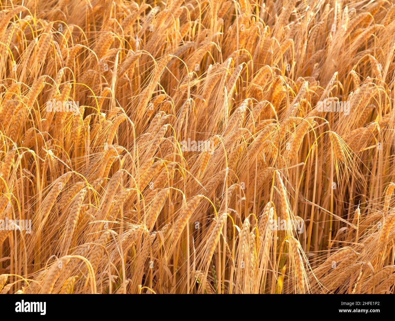 corn field detail before crop Stock Photo - Alamy