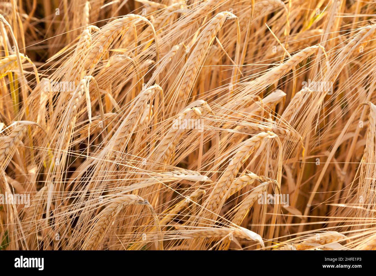 corn field detail before crop Stock Photo - Alamy