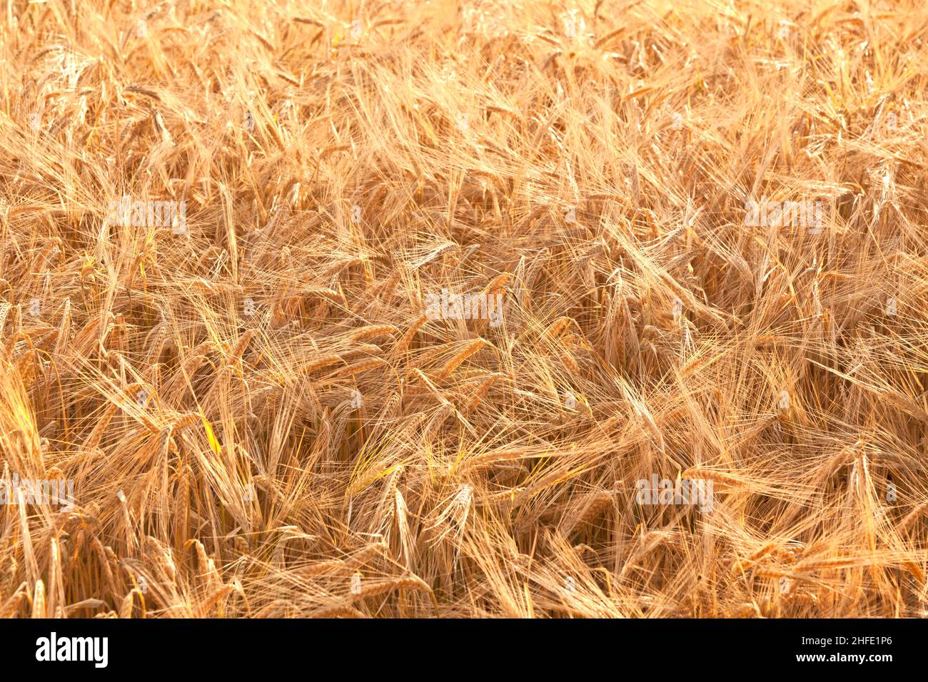corn field detail before crop Stock Photo - Alamy