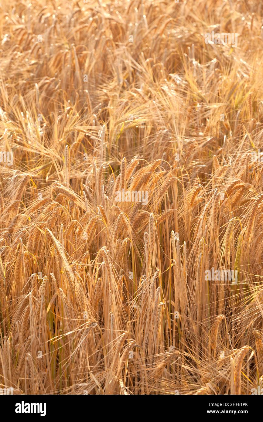 corn field detail before crop Stock Photo - Alamy