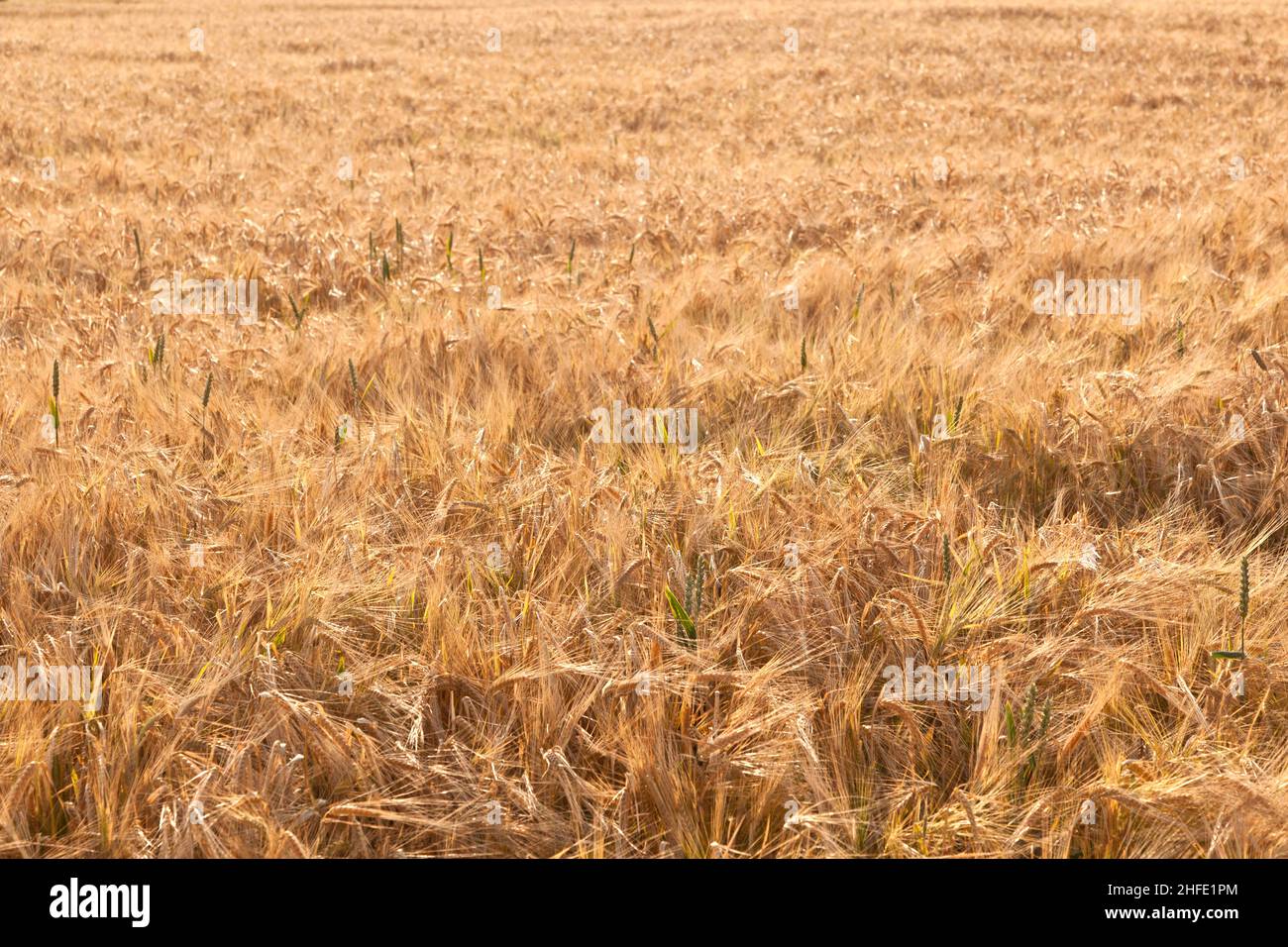 corn field detail before crop Stock Photo - Alamy