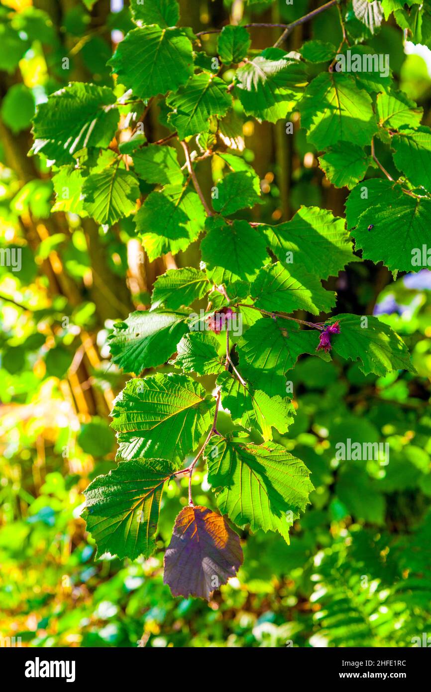 leaves of a hazelnut tree in detail Stock Photo - Alamy