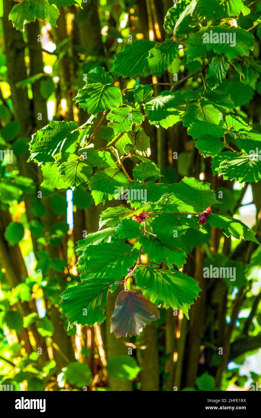 leaves of a hazelnut tree in detail Stock Photo - Alamy