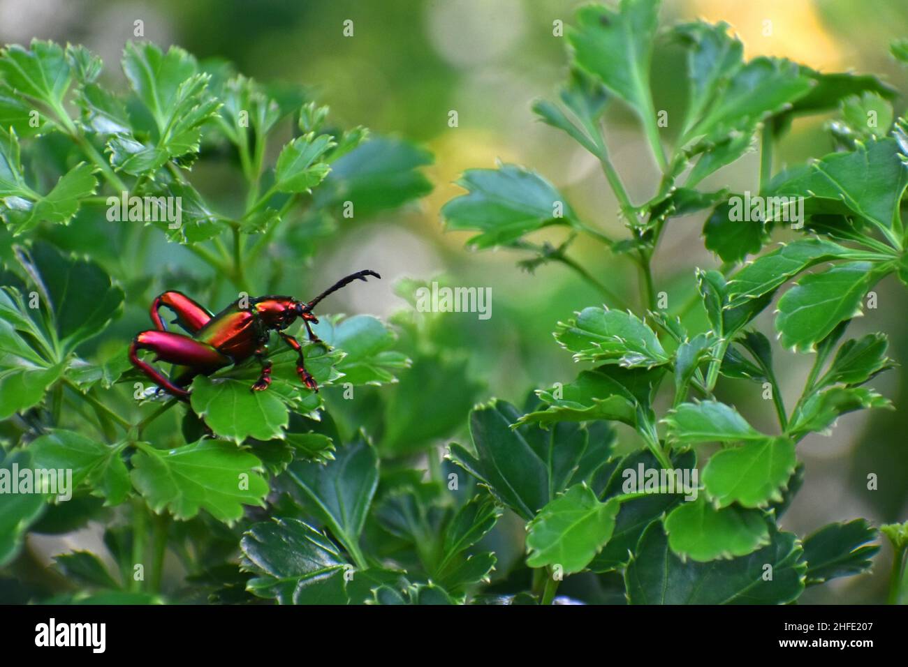 Frog beetle among green leaves. Sagra femorata Stock Photo - Alamy