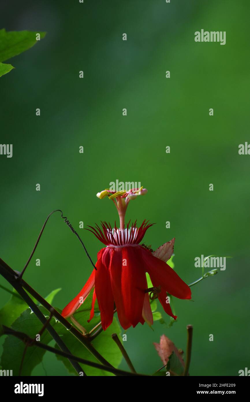 Red passion flower with blur background. Passiflora Stock Photo - Alamy
