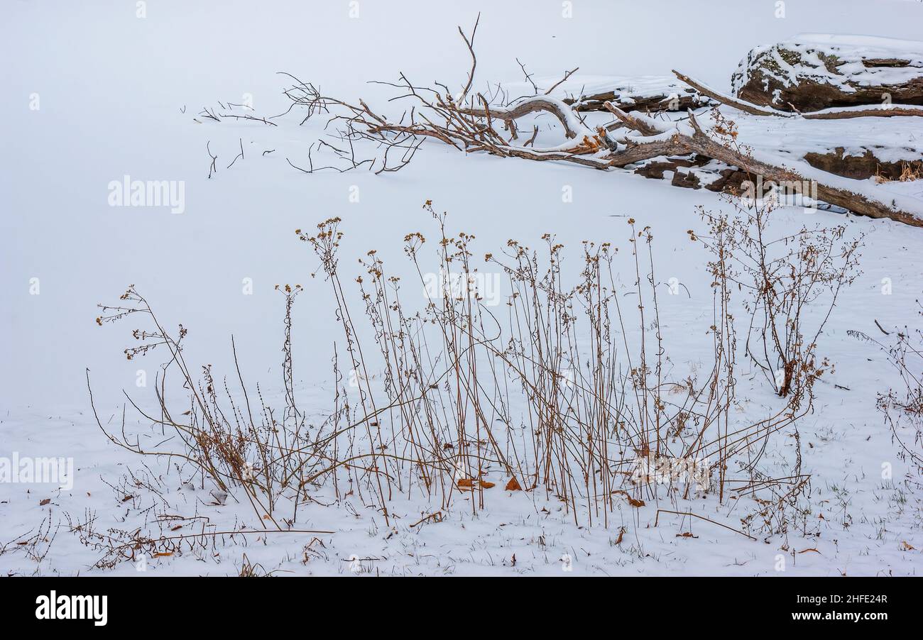 Dried plants by a frozen lake, under a coat of fresh snow, with ...