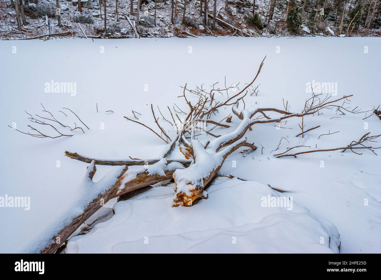 Deadwood on a frozen lake, under fresh snow. Notch Lake, Hunter, New ...