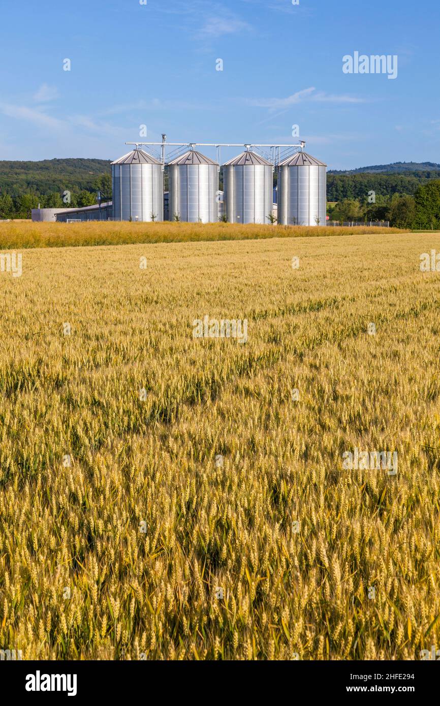 four silver silos in corn field under blue sky Stock Photo - Alamy