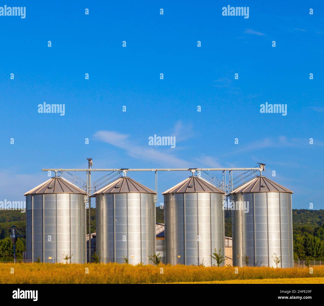 four silver silos in corn field under blue sky Stock Photo - Alamy