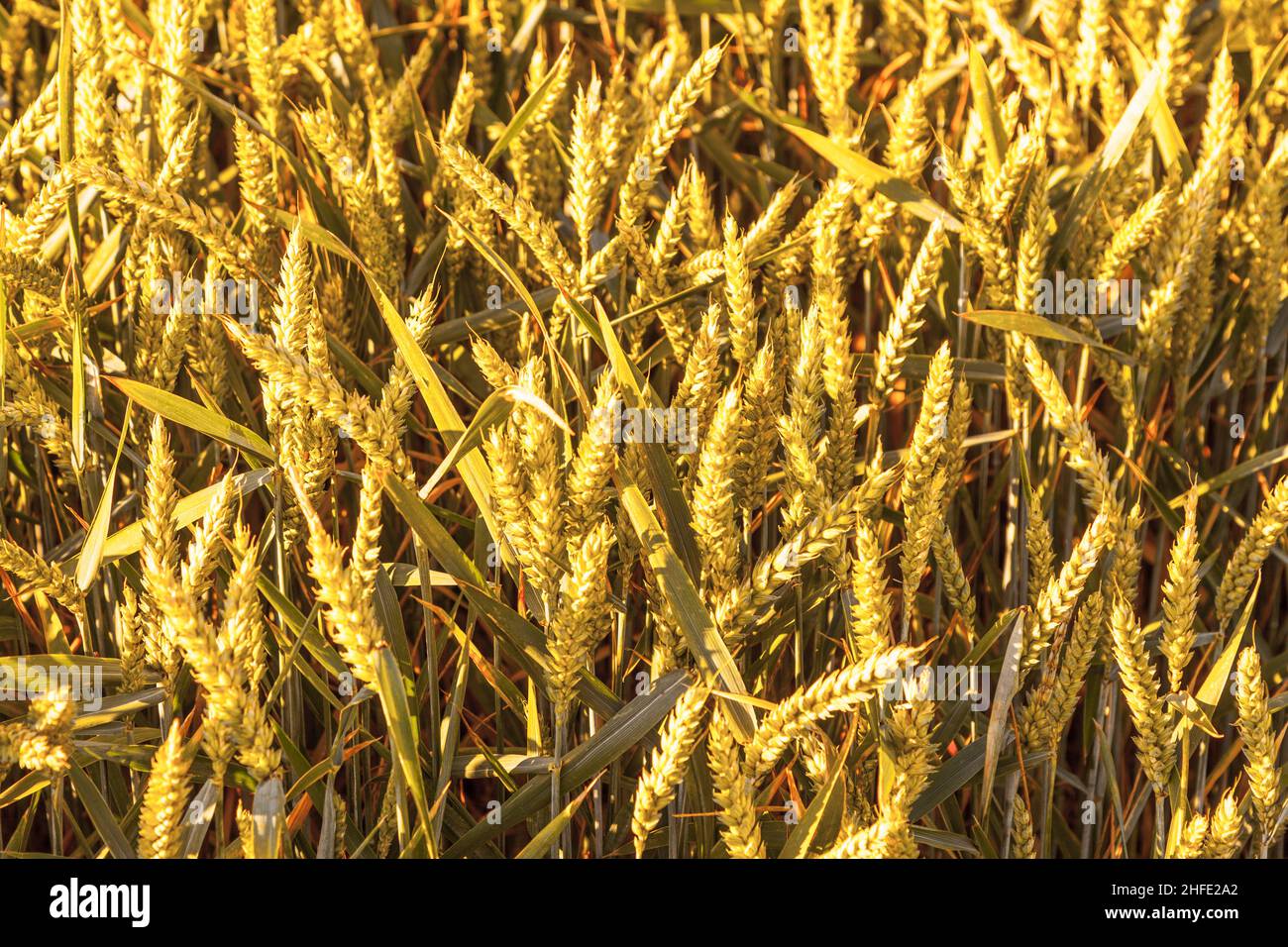 fresh green corn field in detail Stock Photo - Alamy